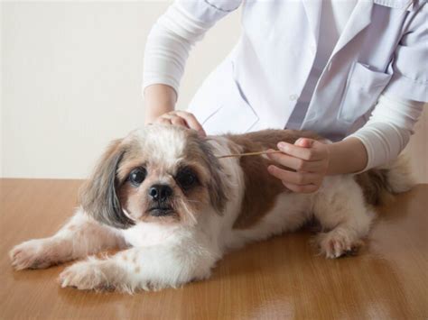 A Comprehensive Guide To Common Health Disorders In Shih Tzus