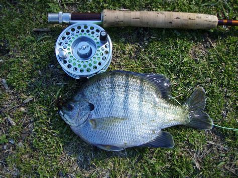 Hybrid Bluegill Lake Master Pros Pond And Lake Stocking