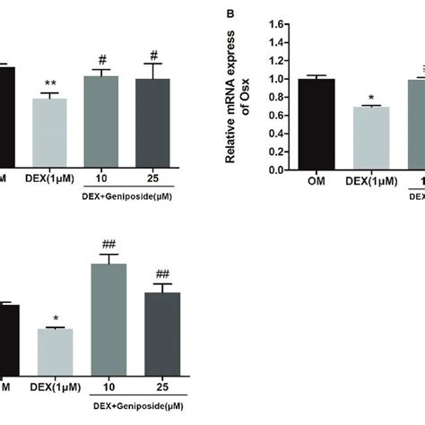 geniposide increased opn runx2 and osx protein expression in