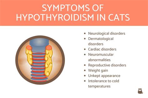 Symptoms Of Hypothyroidism In Cats Does Your Cat Have Hypothyroidism