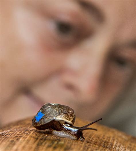 Sex Life Of Snails Captive Breeding Program Helps Save Near Extinct Species From Norfolk Island