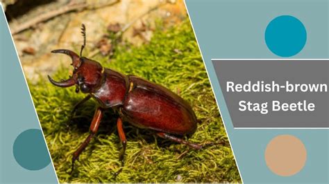 15 Types Stag Beetle Identification Habitat Behavior Diet And Lifecycle