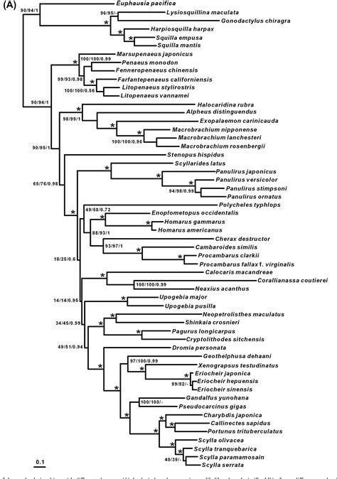 Figure 2 From Mitogenomic Analysis Of Decapod Crustacean Phylogeny