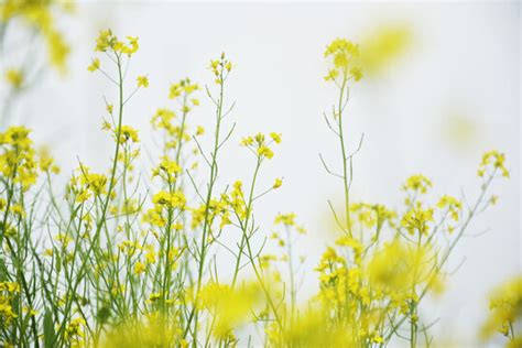 黄色清新背景图片素材 黄色清新背景设计素材 黄色清新背景摄影作品 黄色清新背景源文件下载 黄色清新背景图片素材下载 黄色清新背景背景素材 黄色