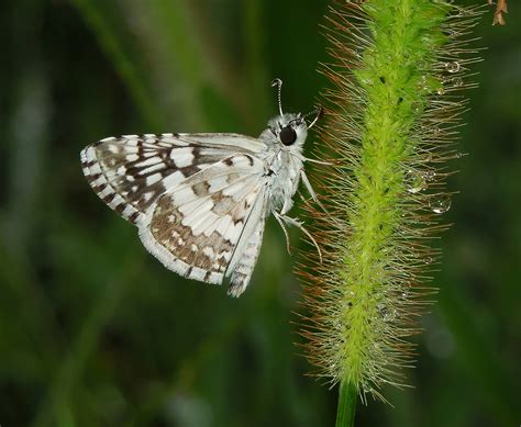 Common Checkered Skipper White Checkered Skipper Alabama Butterfly