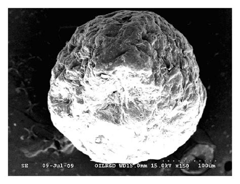 Sem Image Of Metformin Hydrochloride Loaded Microspheres Sd9 Prepared Download Scientific