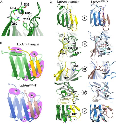 Energy Minimized Average Structures From Md Simulations Of Thanatin