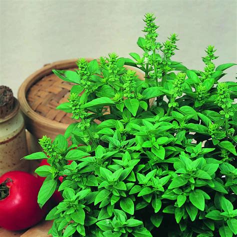 Ocimum Basilicum Seeds