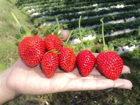 จำหน่ายไหลสตอเบอรี่พ จำหน่ายไหลสตอเบอรี่พันธุ์พระราชทาน80