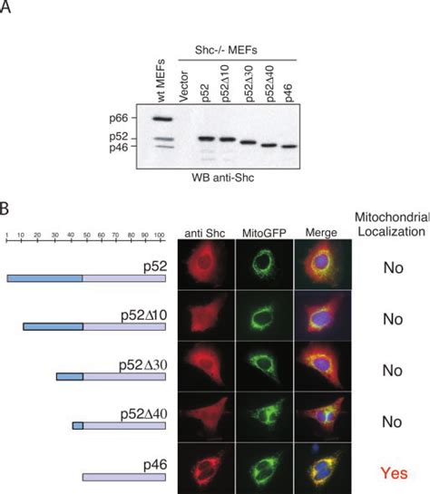 Subcellular Localization Of P52shc N Terminal Deletion Mutants A Shc
