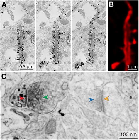 Dendrite Labeling In Lm And Em A Sem Photomicrographs Of Three Download Scientific Diagram