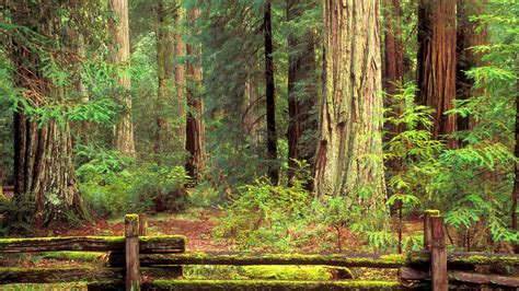 Redwood National And State Parks Wallpapers Wallpaper Cave
