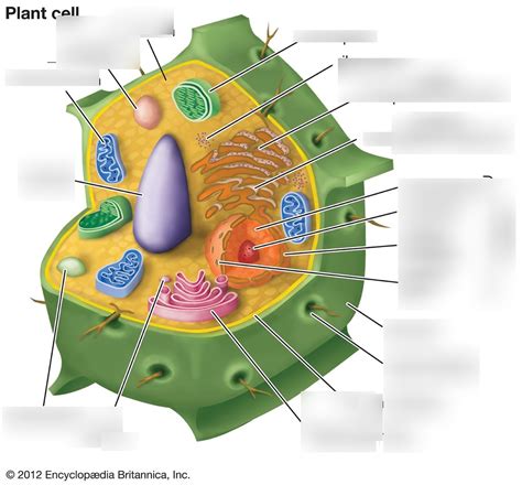 Plant Cell Diagram Diagram Quizlet