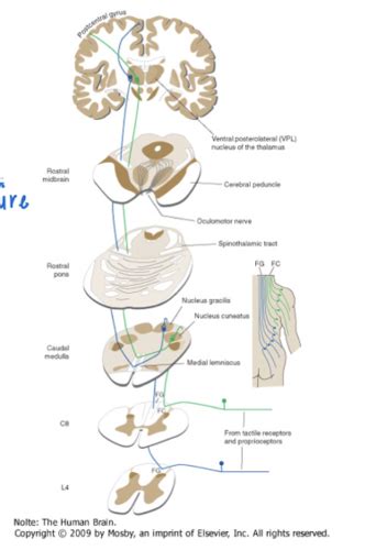 3 Ascending Pathway Dorsal Column Medial Lemniscal System Dcml