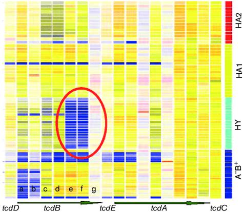 Gene Map Of The Toxin Pathogenicity Locus Tcdd Tcdb Tcde Tcda And Download Scientific