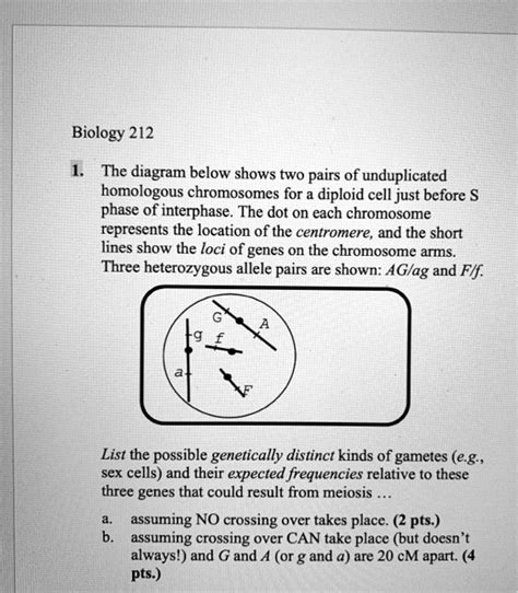 Solved Biology 212 The Diagram Below Shows Two Pairs Of Unduplicated