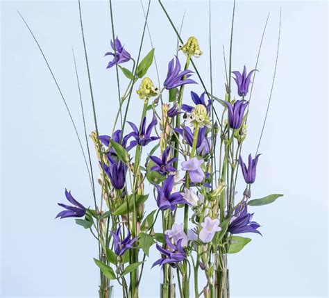 Clematis Amazing Marginpar