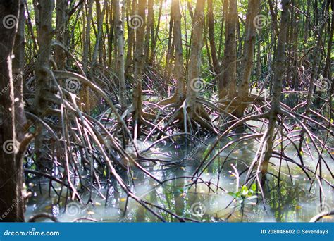 Prop Roots Mangrove