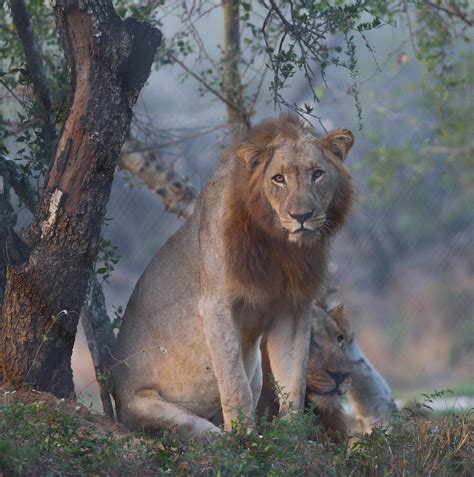 Lion Conservation Wild Soul