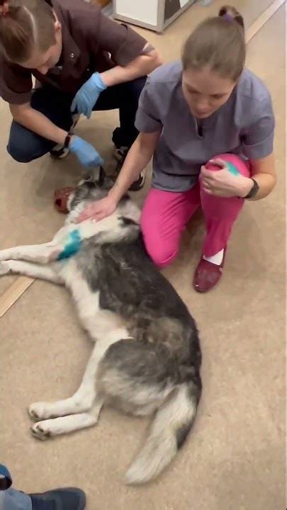 Хаски Наш Арчи после сложной операции на ноге Ну все уже хорошо 👌👍 Youtube