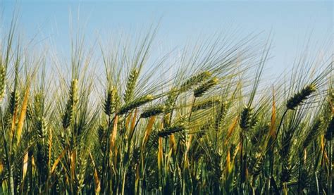 Crop Disease Diagnostics Detection Workshop Events Imperial College London