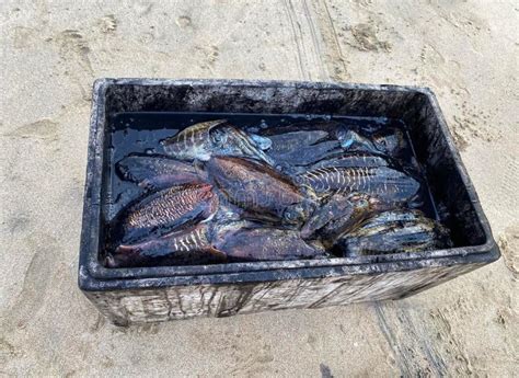 And X22fresh Catch Newly Caught Squid From Jimbaran Beach Baliand X22