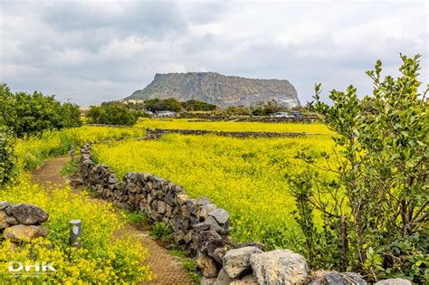 제주도 동쪽 코스 성산일출봉 유채꽃밭 2월 제주 명소 봄 여행 가볼만한곳으로 추천 네이버 블로그