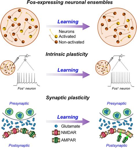 Chasing The Addicted Engram Identifying Functional Alterations In Fos Expressing Neuronal