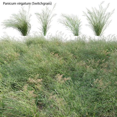 Panicum Virgatum Switchgrass 02 3d Model 3dtree