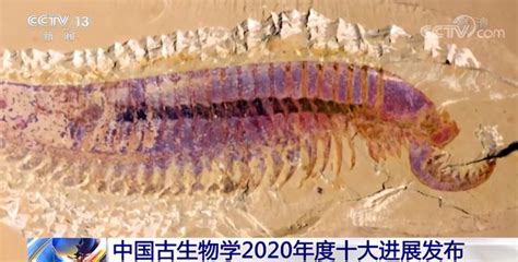 2020中國古生物學十大進展5億年前的蝦形化石有5隻眼 每日頭條