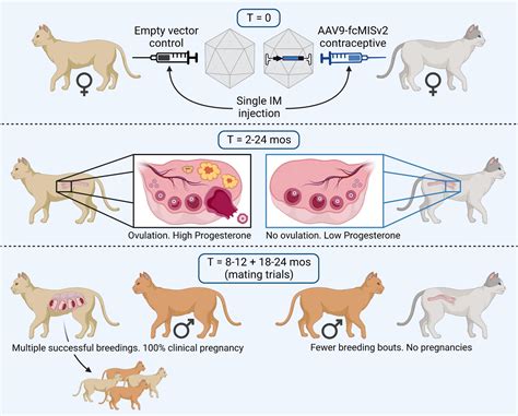 Gene Therapy Produces Long Term Contraception In Female Domestic Cats