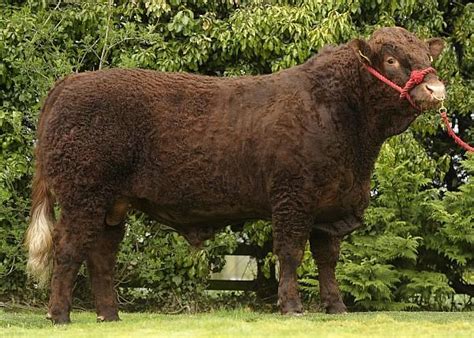 Мясной скот в России разведение крупного рогатого скота мясных пород Животные Телята Коровы