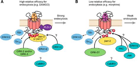 Summary Of Mor Phosphorylation And Enzyme Interactions Leading To
