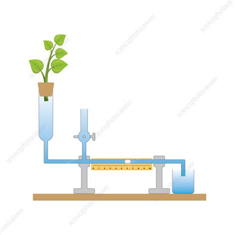 Potometer Illustration Stock Image F0432988 Science Photo Library
