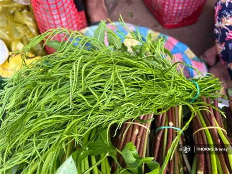 បន្លែបង្ការកៀនៗផ្ទះ បង្កើតចំណូលសម្រាប់ អ្នកស្រី ព្លីង ឈឿន