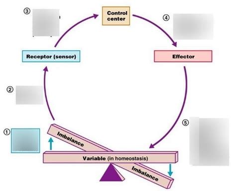 Diagram Feedback Loop Diagram Quizlet