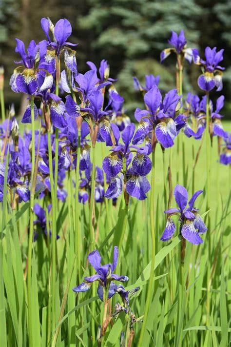 Group Of Blue Iris Flowers Stock Photo Image Of Green