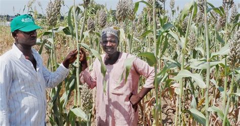 Nigeria Now Second Worlds Leading Producer Of Sorghum Trending News