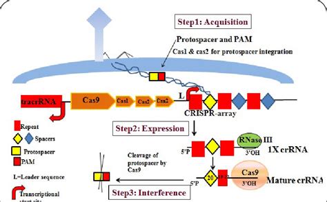 Type Ii Crispr Cas System Of Streptococcus Pyogenes Shows Three