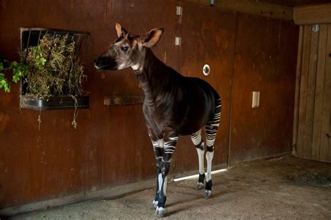 Male Okapi Okapia Johnstoni Joel Sartore