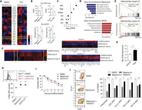 MTORC1 Modulates Myc Expression During Myeloid Development A Heat