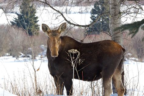 Wild Canada In Winter Canada Wildlife Holiday North America Trip Idea
