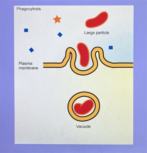 AP Bio Chapter Membrane Structure And Function Flashcards Quizlet