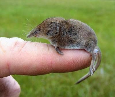 Etruscan Shrew The Smallest Mammal In The World R Damnthatsinteresting