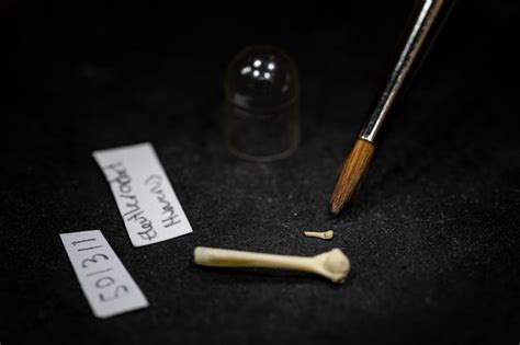 Image IMAGE EurekAlert Science News Releases