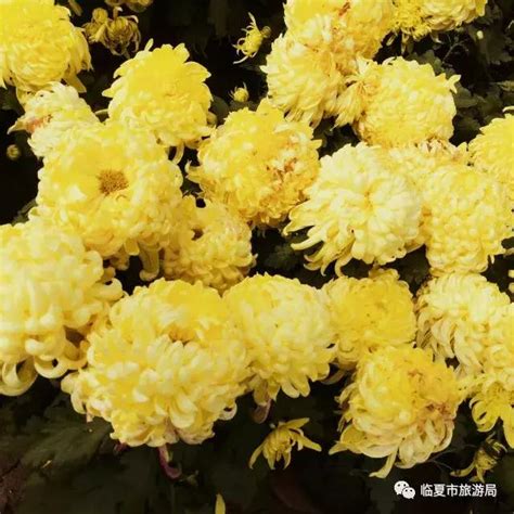 重陽節為父母送上一份孝心 每日頭條