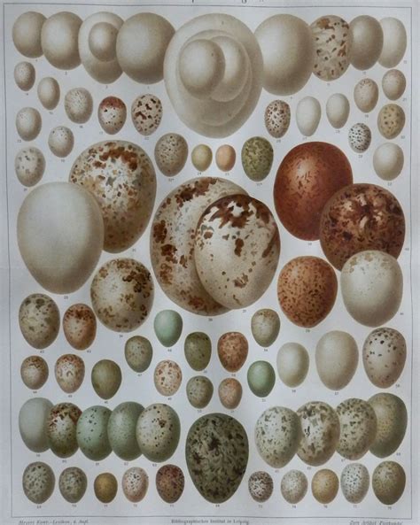 Antique Eggs Birds Print 1904 Lithograph In Coloreggs116 Etsy