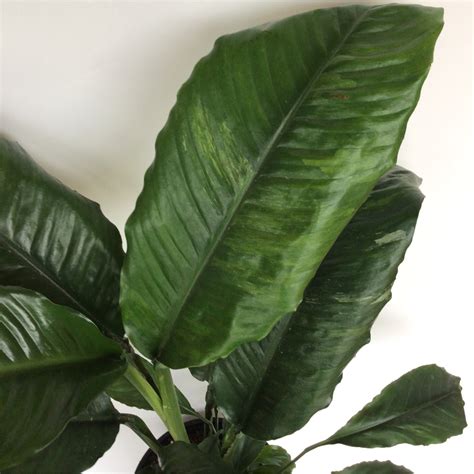 Variegated Spath ‘sensation 250mm Pot Melbourne Indoor Plants