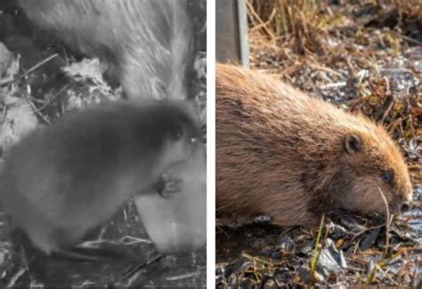 Beaver Cubs Born In Cairngorm National Park Near Moray The First For