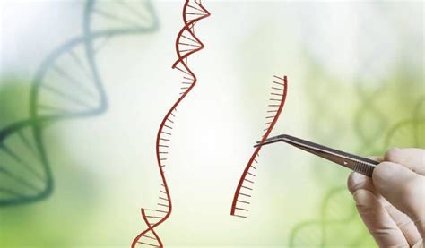 Plant Cell 中科院遗传发育所程祝宽研究组发现rdr6调控减数分裂dna双链断裂的形成 知乎